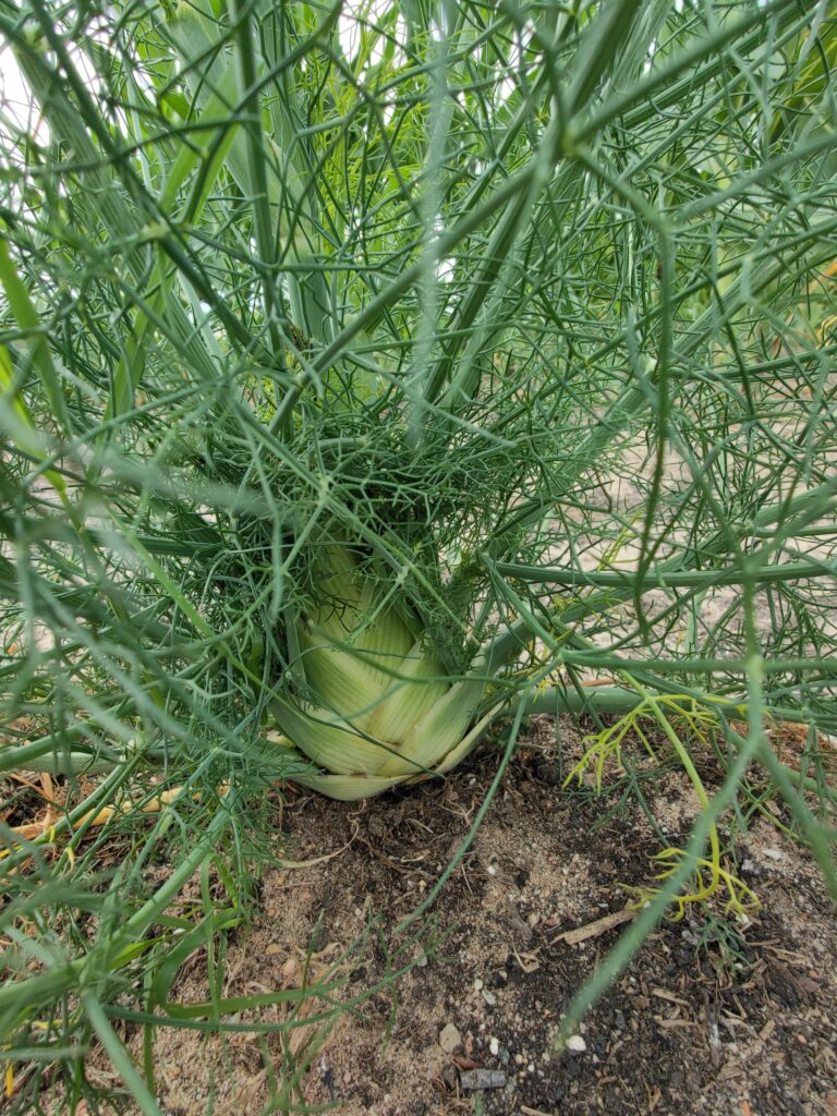 Florence Fennel - Foeniculum Vulgare Dulce - Local Seeds