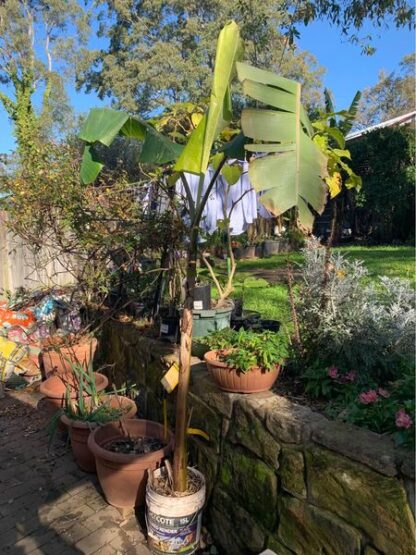 1x Ceylon Banana (Pisang Ceylon) plant - Local Seeds