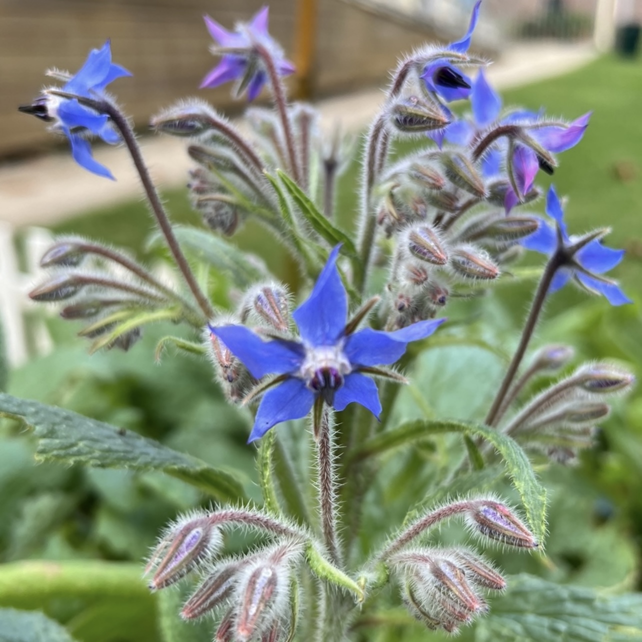 Borage - Local Seeds