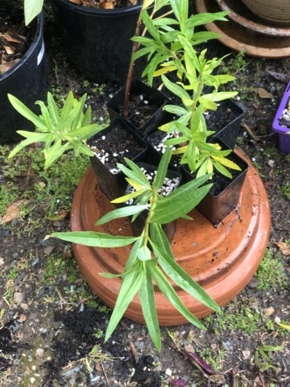 Milkweed Gomphocarpus Fruticosus Tube Plant - Local Seeds
