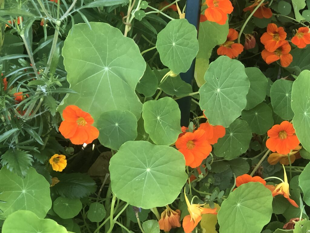 Tropaeolum Majus Nasturtium Mix - Local Seeds