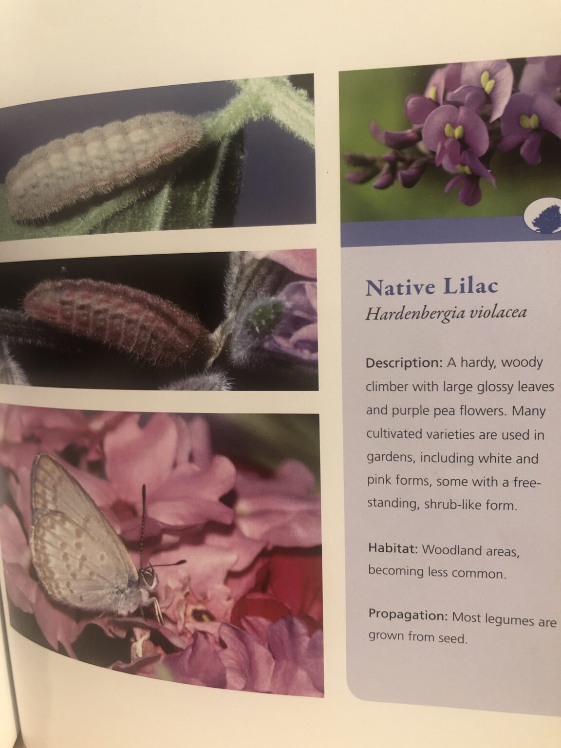 Hardenbergia Violacea Native Lilac - Local Seeds