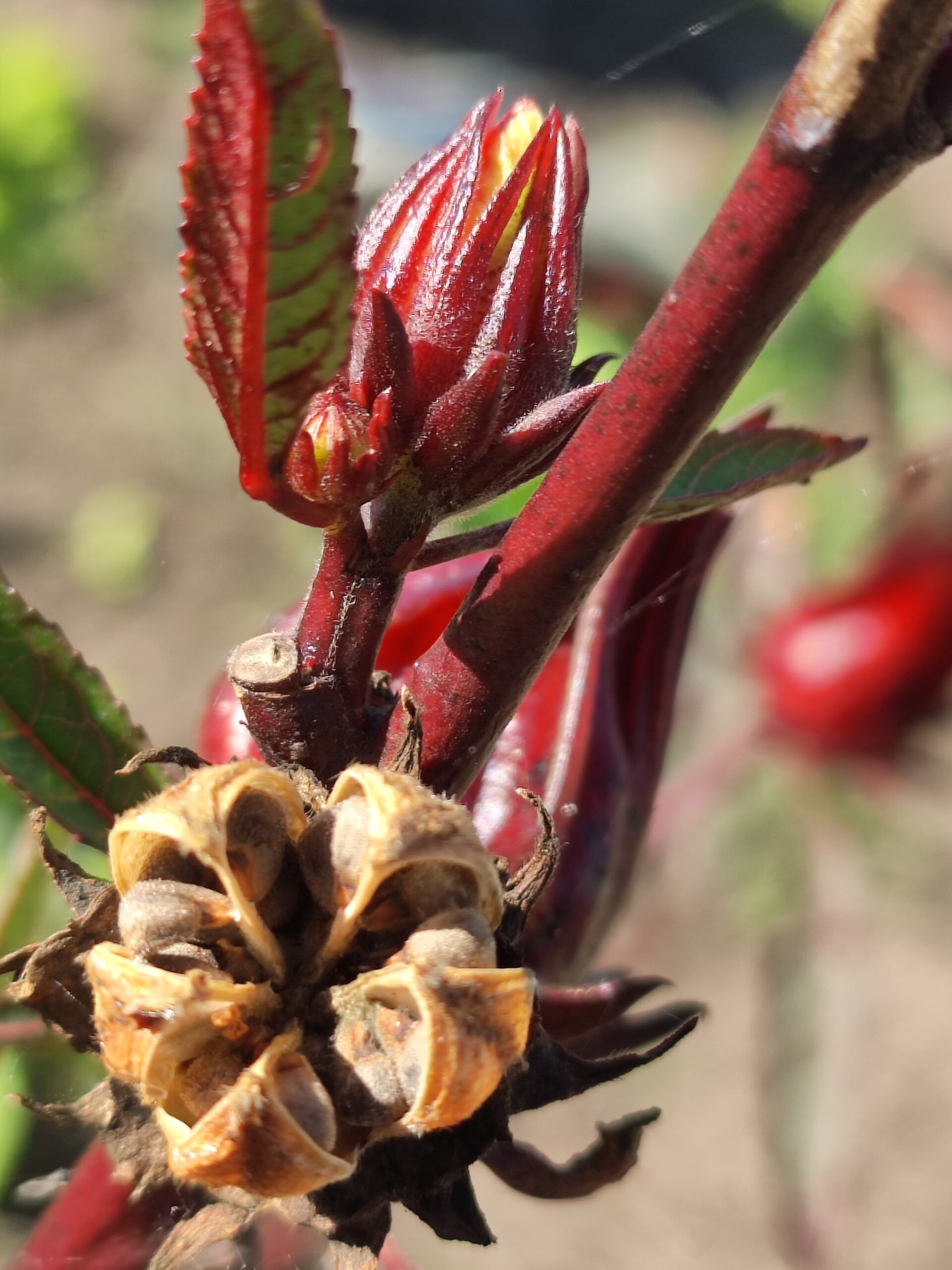 Rosella - Early (Hibiscus Sabdariffa) - Local Seeds