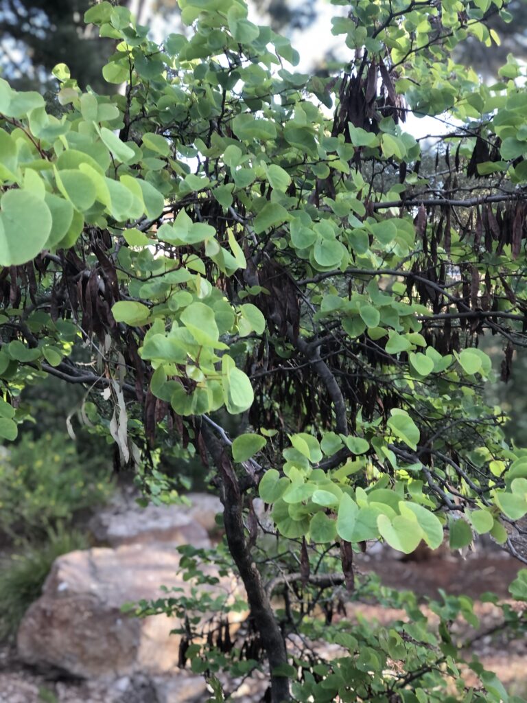 Judas Tree - Local Seeds