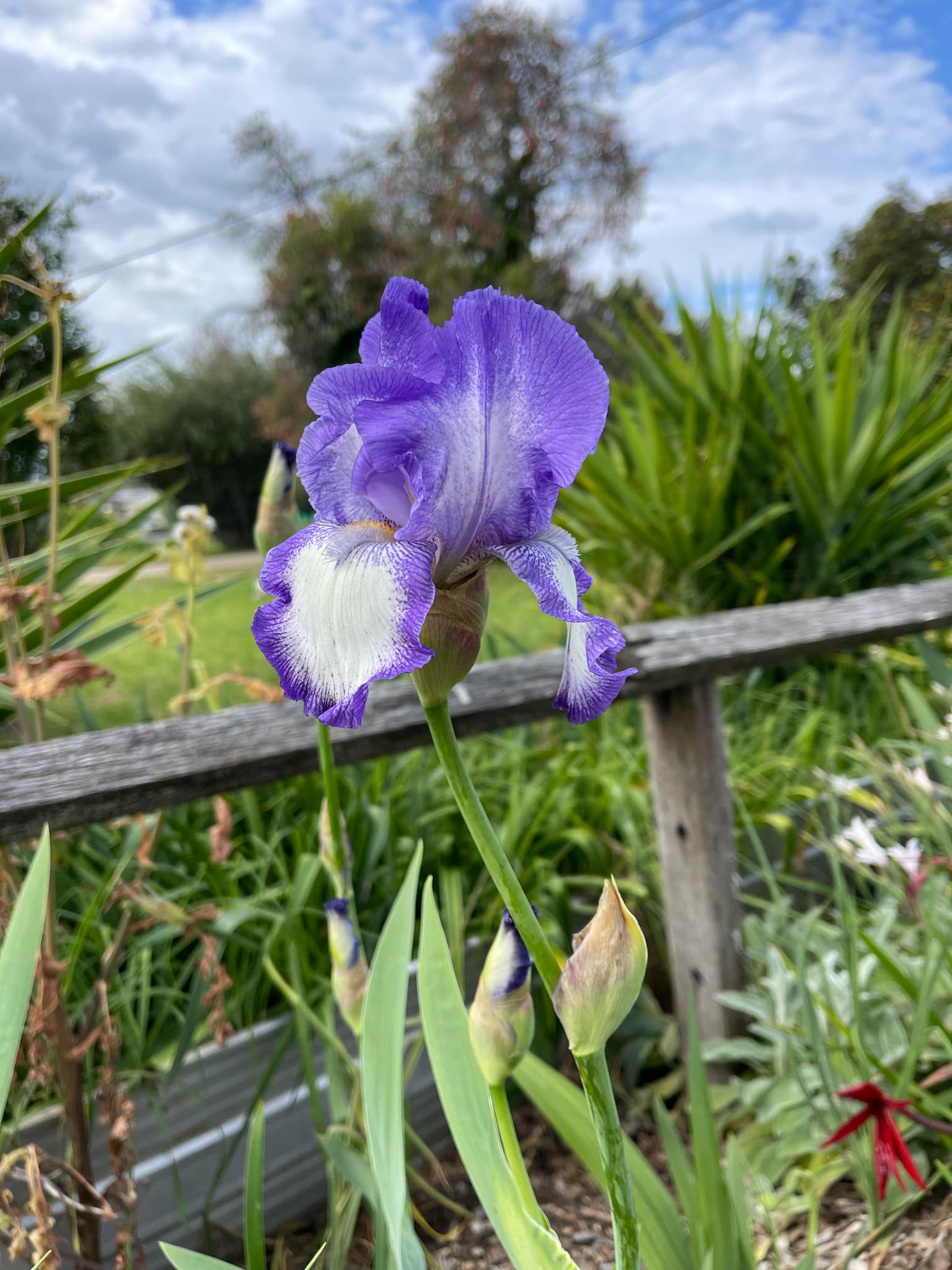 6 Pack Iris Rhizomes (mixed) - Local Seeds