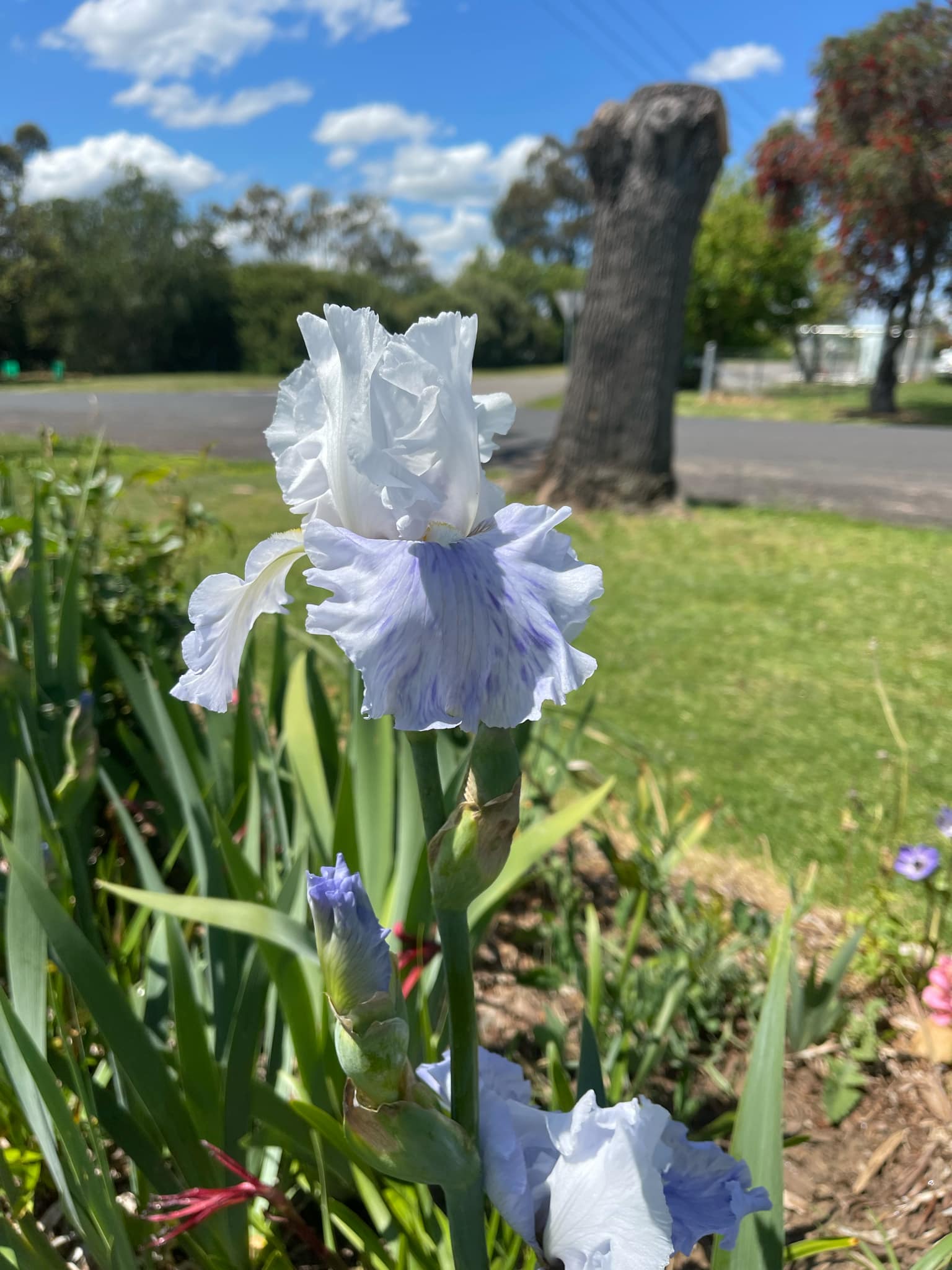 6 Pack Iris Rhizomes (mixed) - Local Seeds