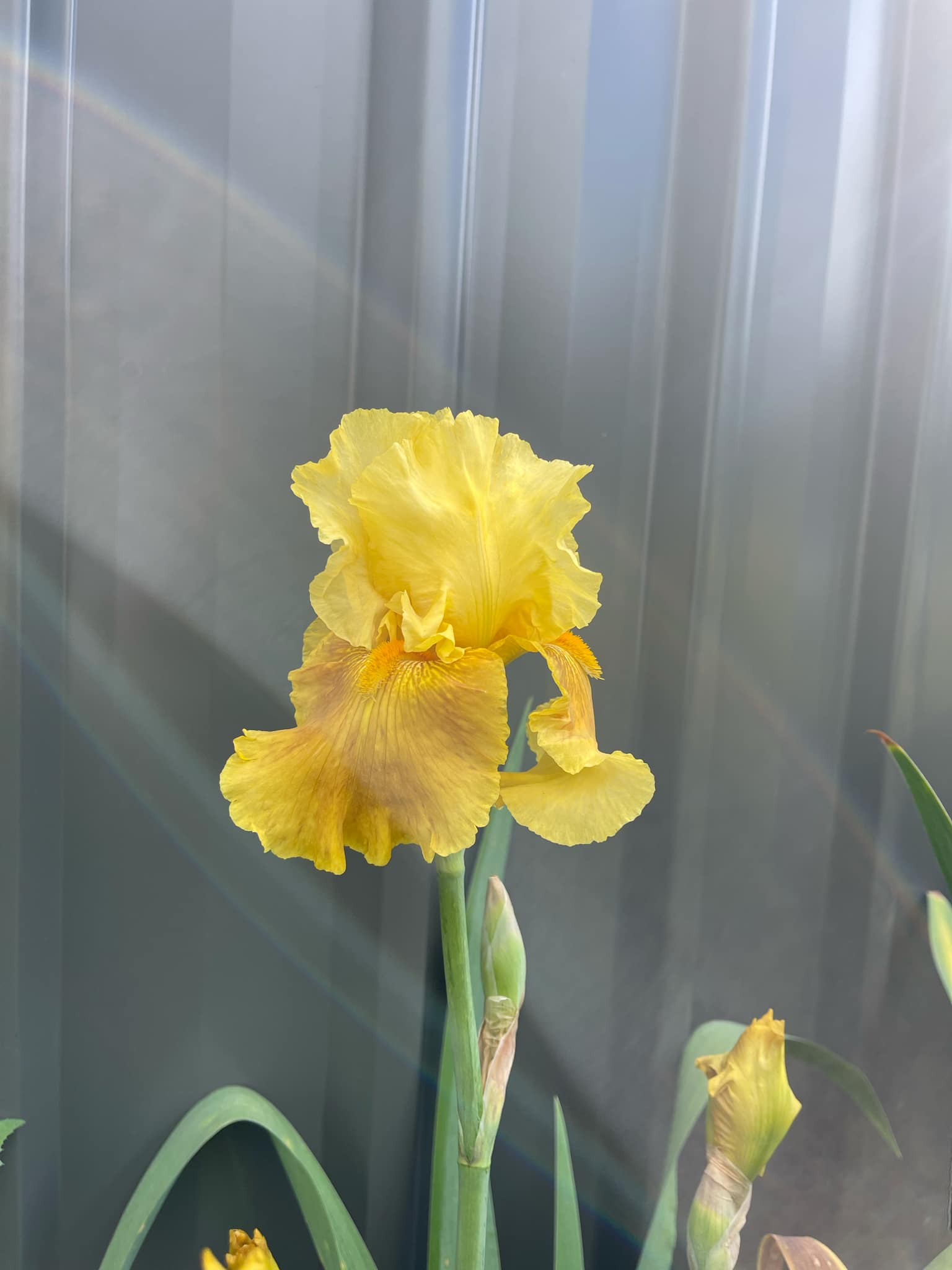 6 Pack Iris Rhizomes (mixed) - Local Seeds