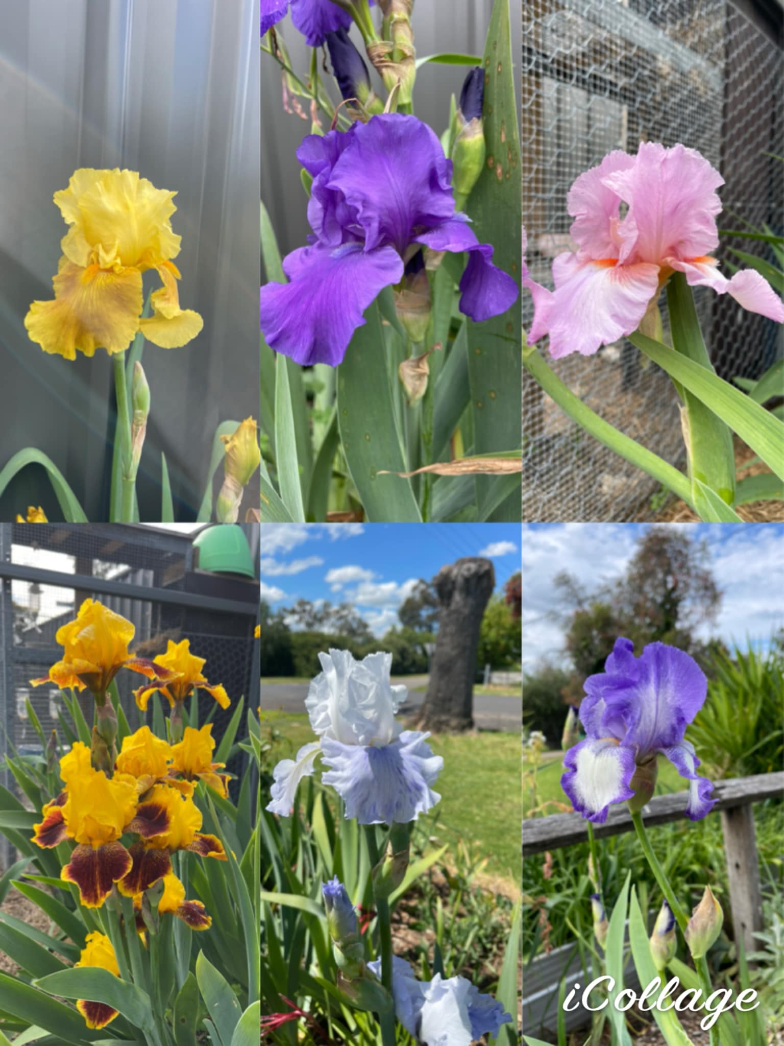 6 Pack Iris Rhizomes (mixed) - Local Seeds