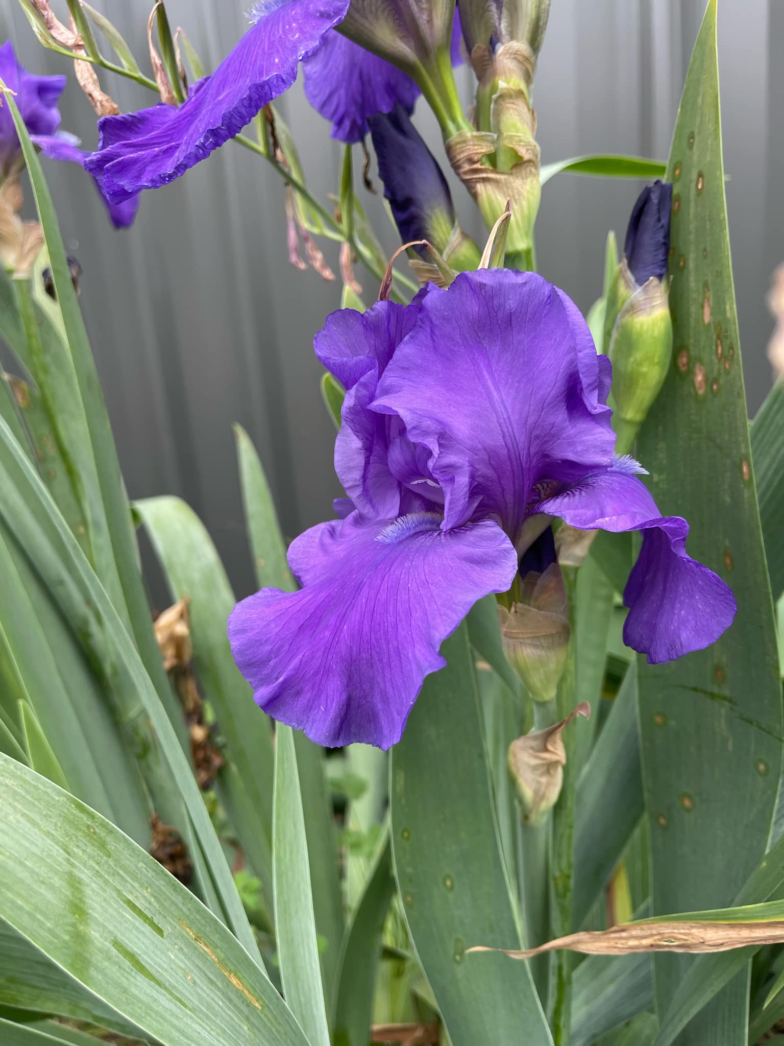 6 Pack Iris Rhizomes (mixed) - Local Seeds