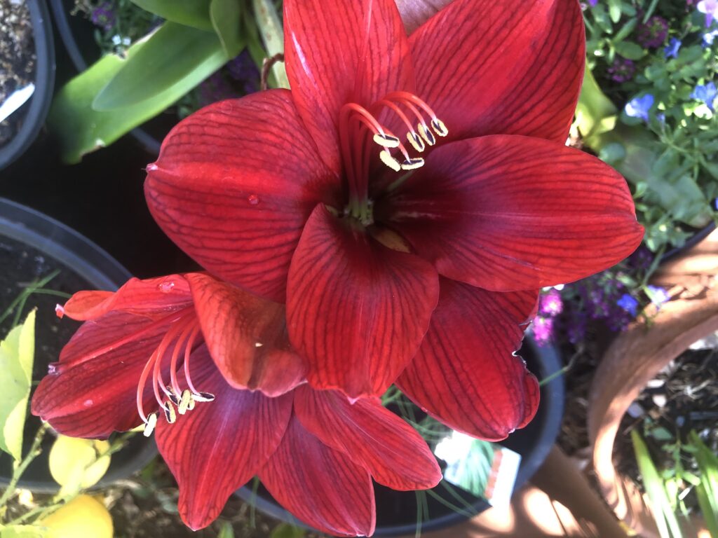 Hippeastrum Bold Red - Local Seeds