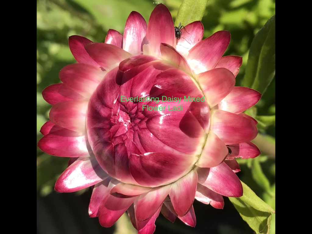 Everlasting Daisy (500 Seed Bulk Pack) - Local Seeds