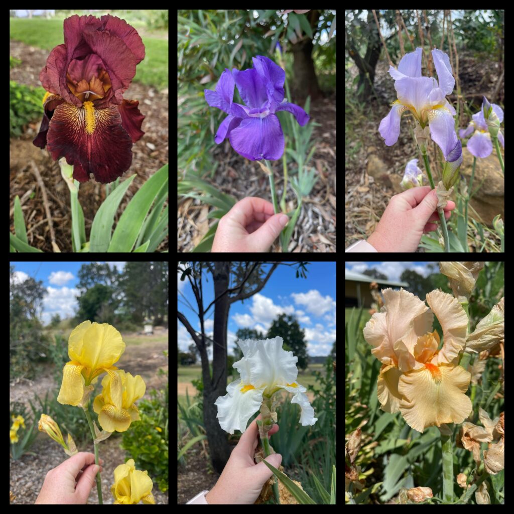 6 Pack Iris Rhizomes (mixed) - Local Seeds