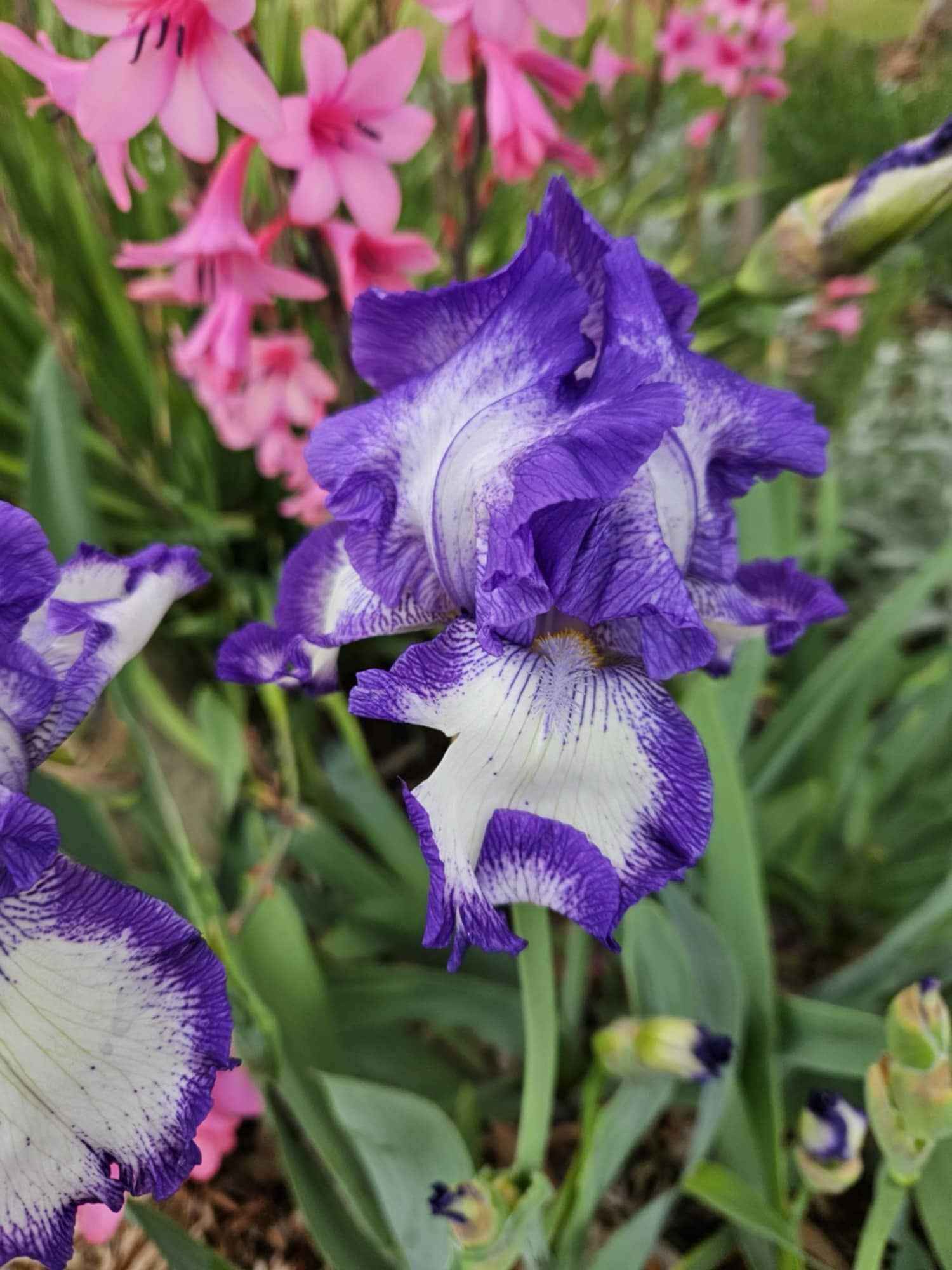 6 Pack Iris Rhizomes (mixed) - Local Seeds