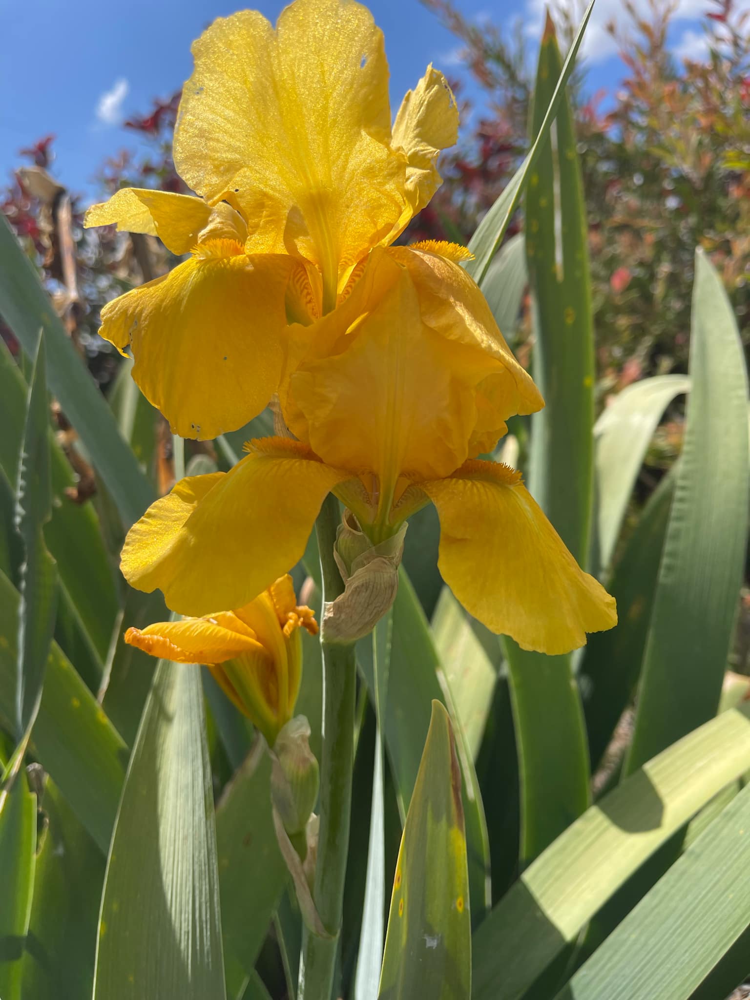 6 Pack Iris Rhizomes (mixed) - Local Seeds
