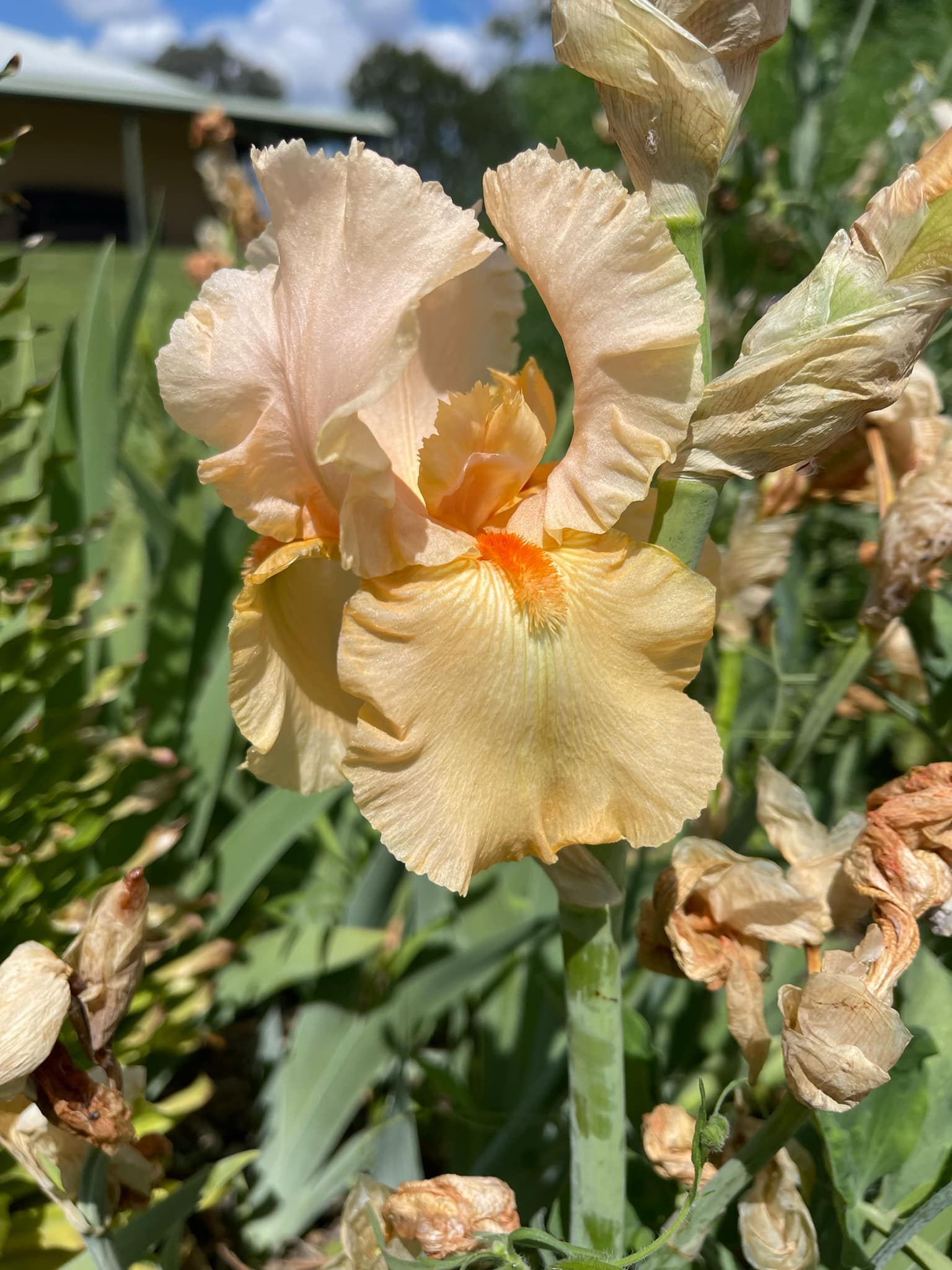 6 Pack Iris Rhizomes (mixed) - Local Seeds