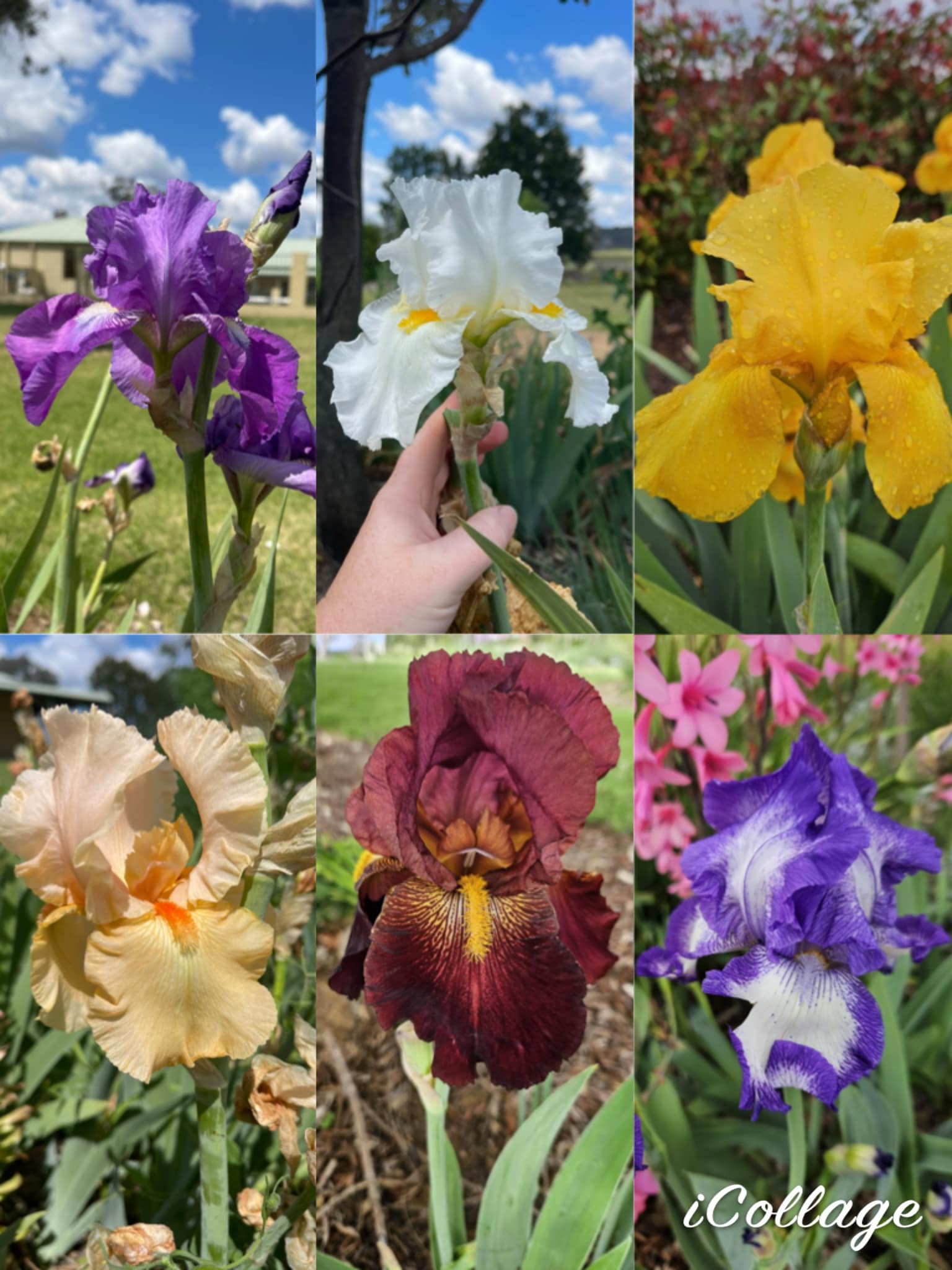 6 Pack Iris Rhizomes (mixed) - Local Seeds