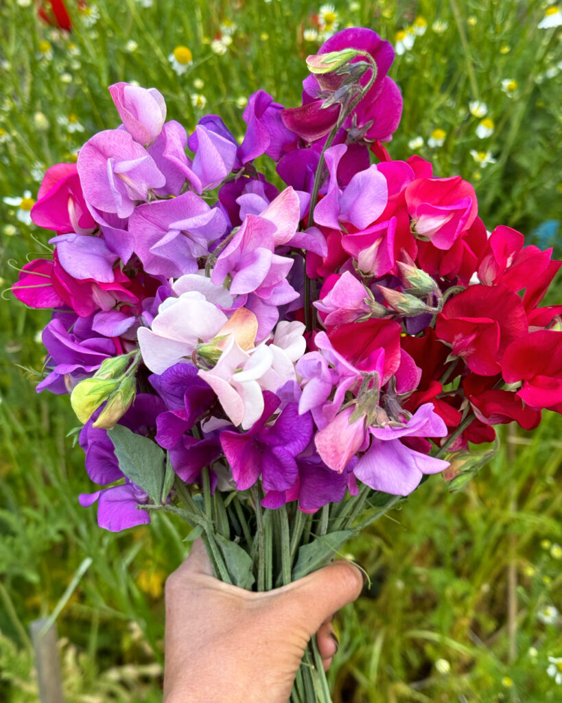 Sweet Pea Mixed Pack - Local Seeds