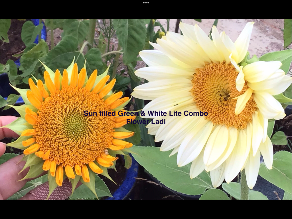 Sunflower Mix Sunfilled Green & Procut White Lite (free Calendula ...