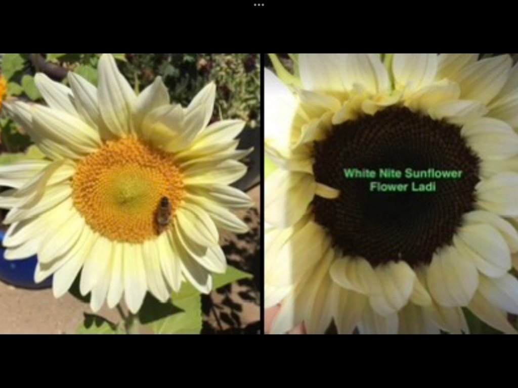White Lite & White Nite Combo Sunflower Mix (free Touch Of Red) - Local ...