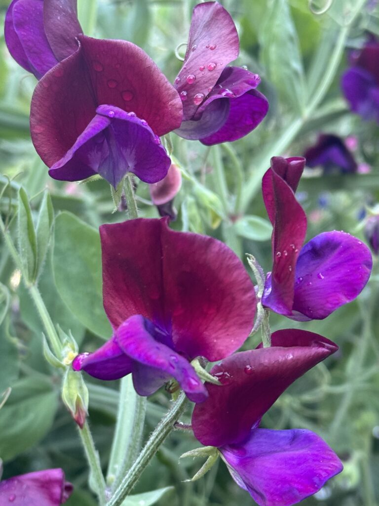 Sweet Pea Mixed Pack - Local Seeds