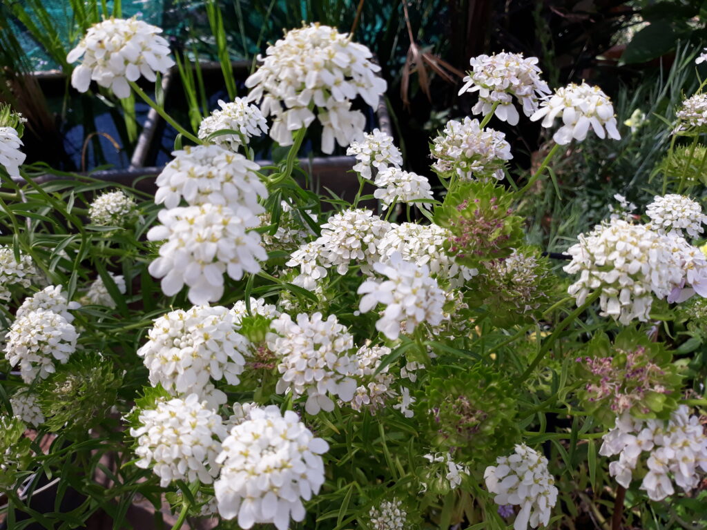 Candytuft (white) - Local Seeds