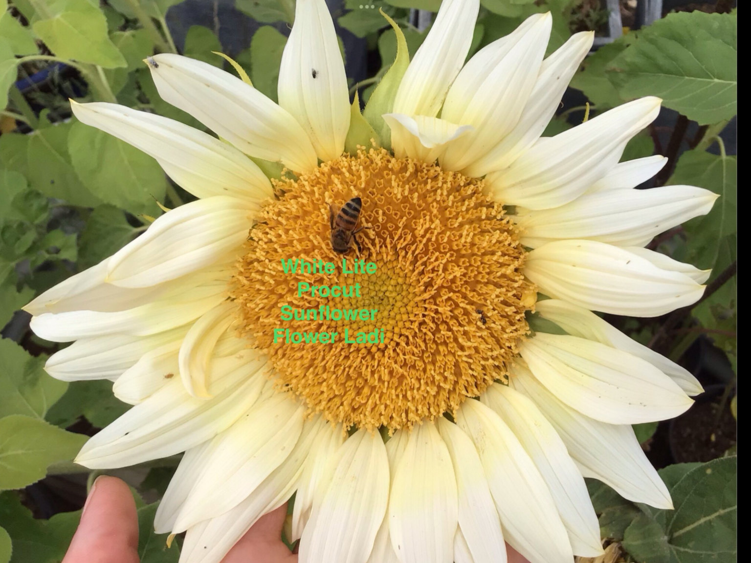 100 Pack Sunflower (new varieties) - Local Seeds