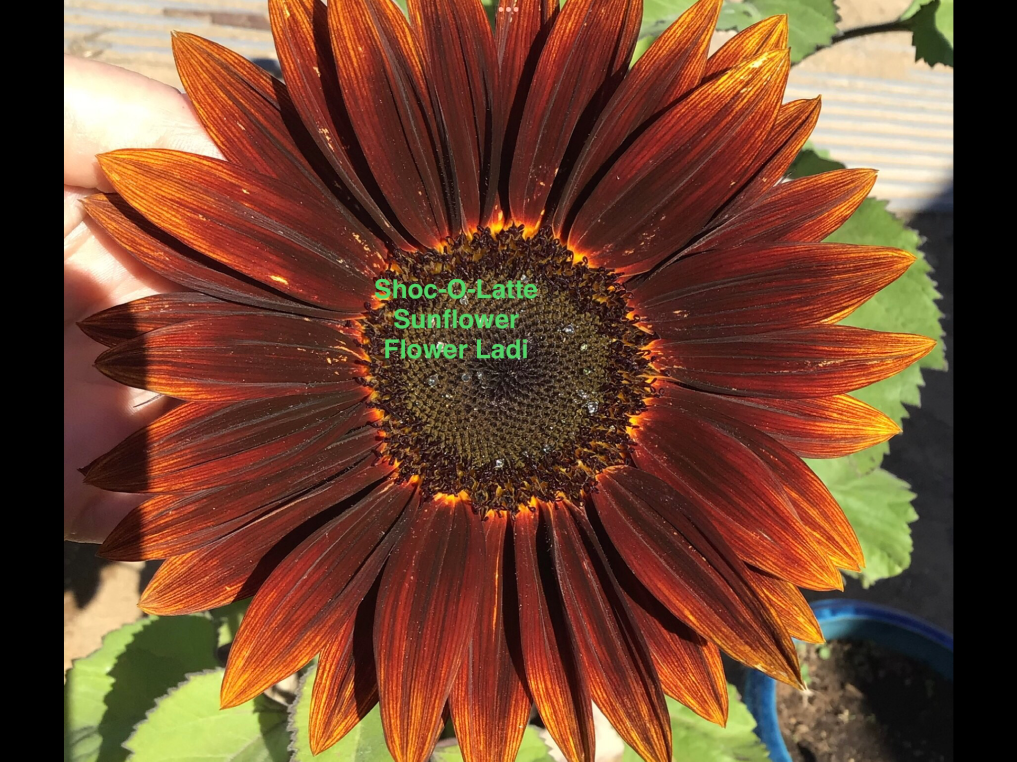 100 Pack Sunflower (new varieties) - Local Seeds