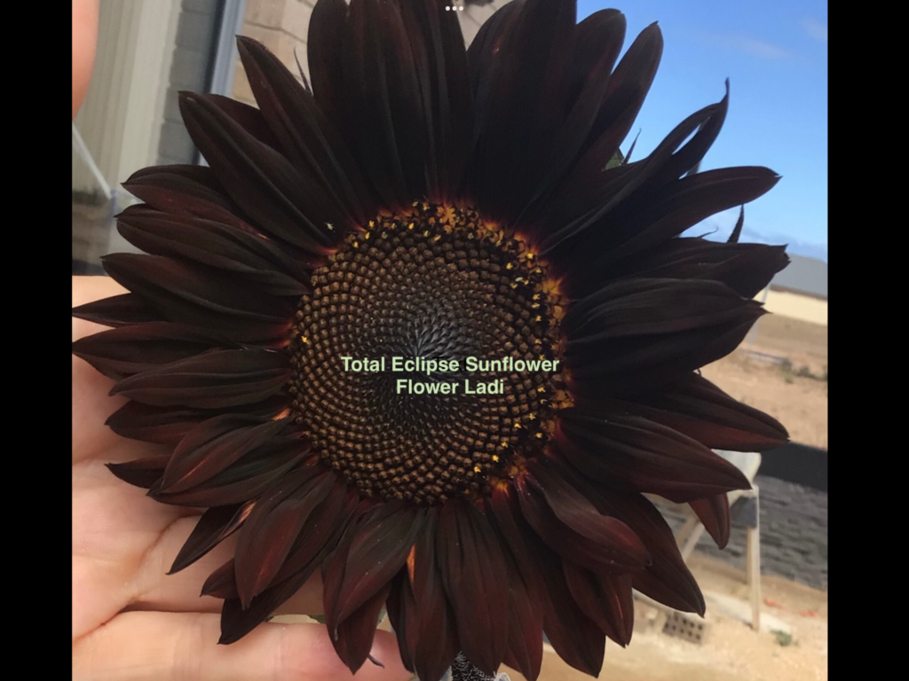 100 Pack Sunflower (new varieties) - Local Seeds