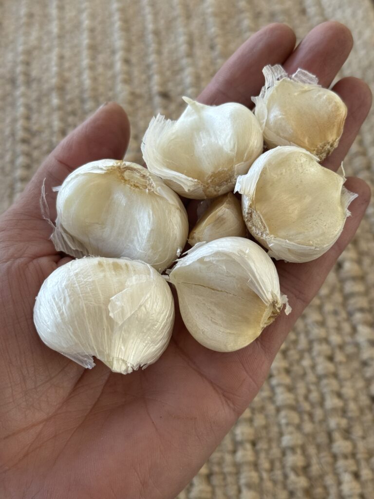 Elephant Garlic Cloves Large - Local Seeds
