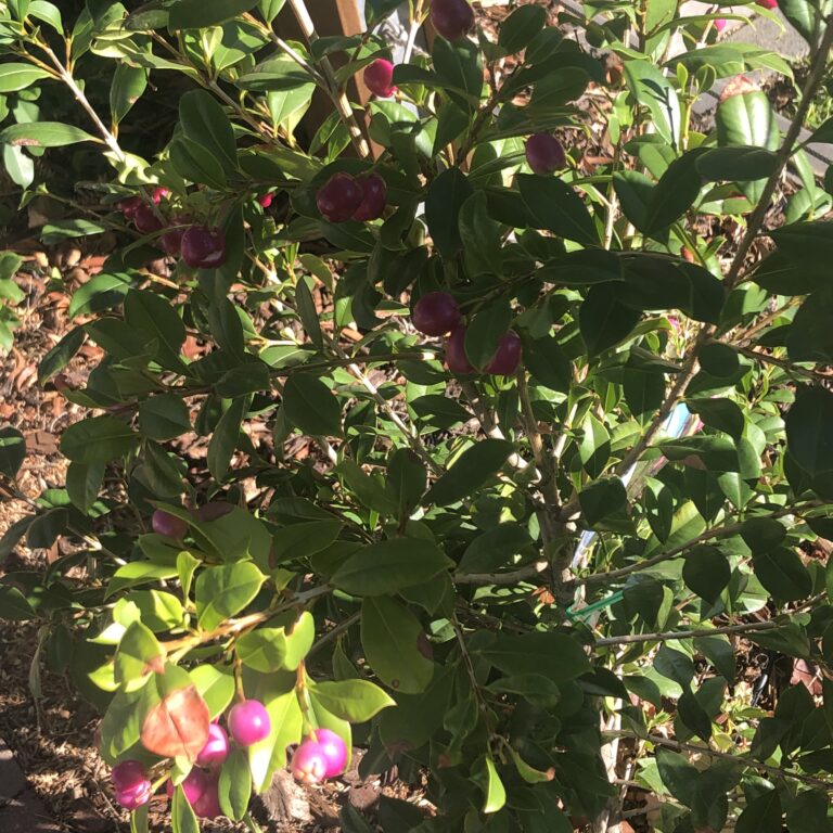 Lilly Pilly Native Backyard Bliss - Local Seeds