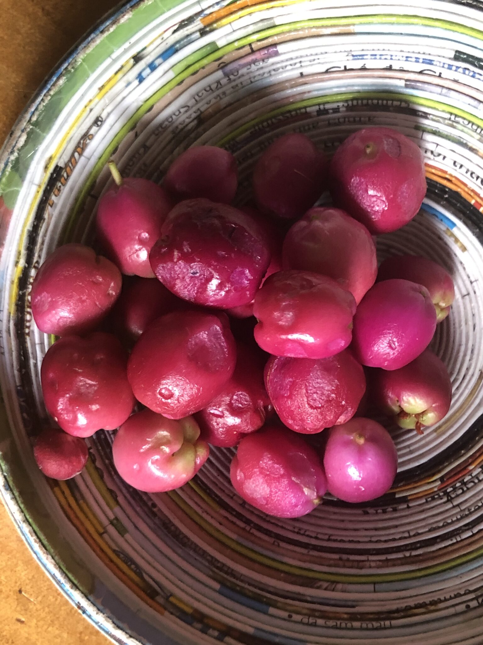 Lilly Pilly Native Backyard Bliss - Local Seeds