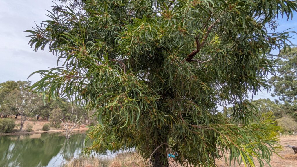 Persoonia Longifolia (Snottygobble) - Local Seeds