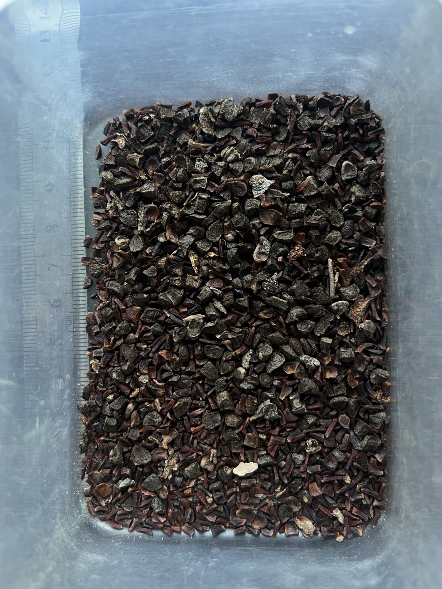 Eucalyptus Erythrocorys – Illyarrie / Red-capped Gum - Local Seeds