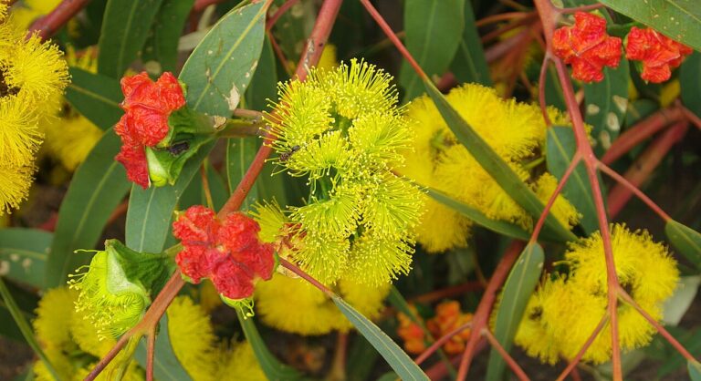 Eucalyptus Erythrocorys – Illyarrie / Red-capped Gum - Local Seeds