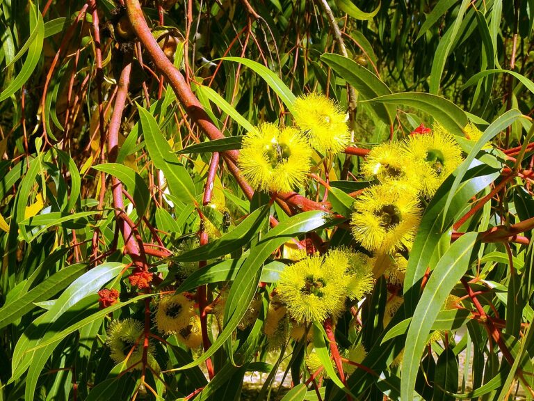 Eucalyptus Erythrocorys – Illyarrie / Red-capped Gum - Local Seeds