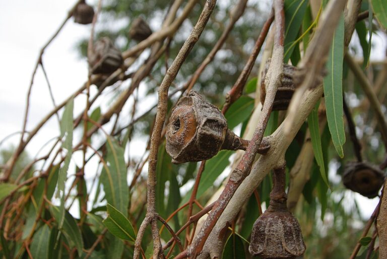 Eucalyptus Erythrocorys – Illyarrie / Red-capped Gum - Local Seeds