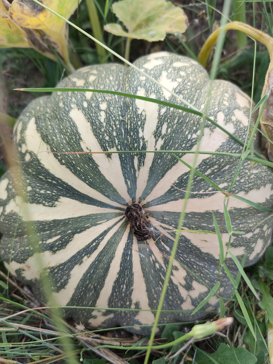 Kent Pumpkin / Jap Pumpkin (Cucurbita Moschata) - Local Seeds