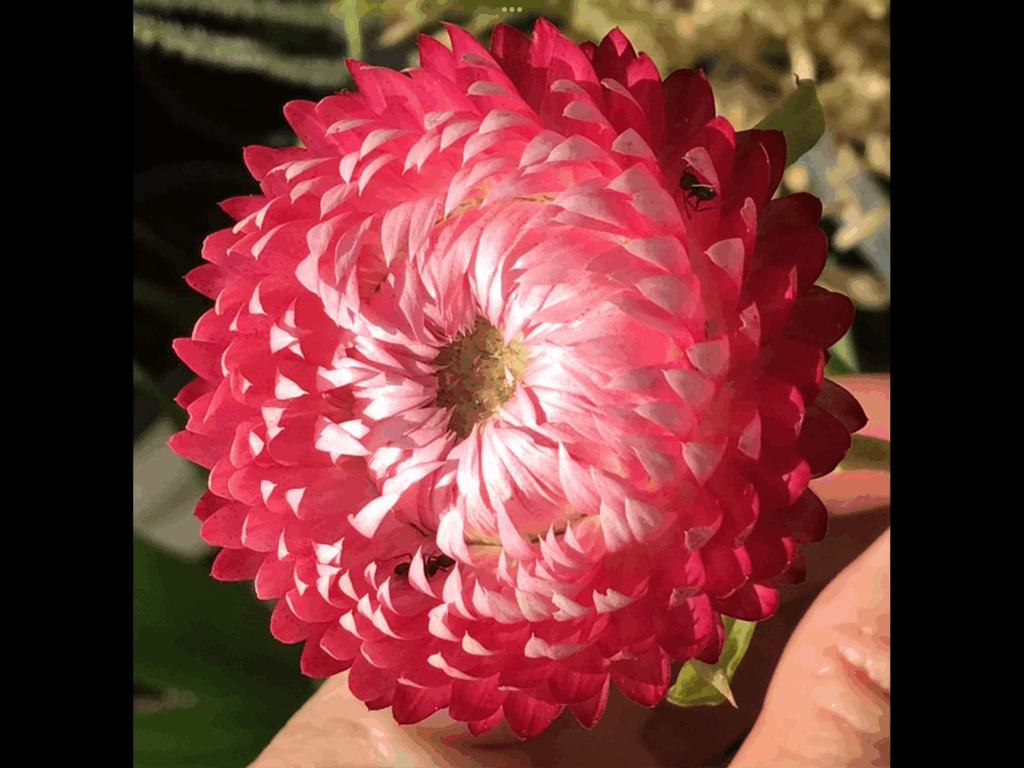 Purple Everlasting Daisy - Local Seeds