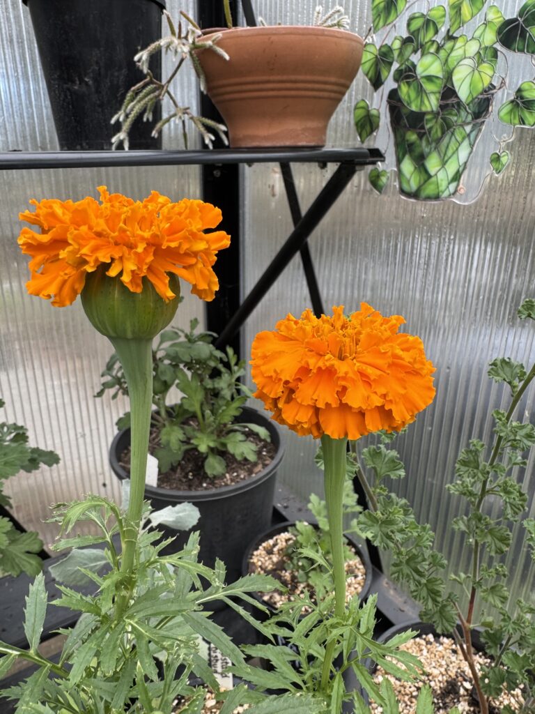 African Marigold (Savannah) Tall Cut Flower Mix - Local Seeds
