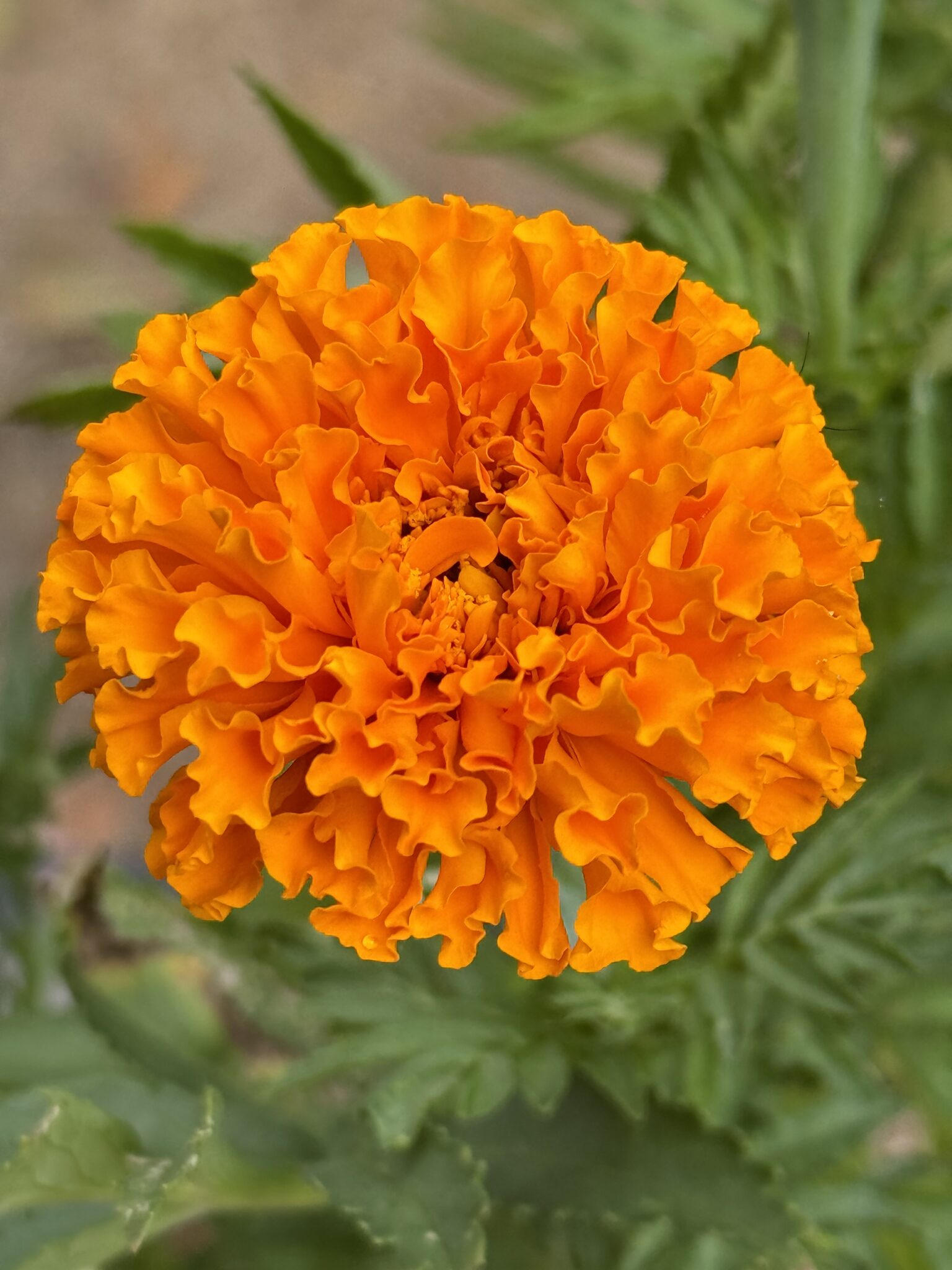 African Marigold (Savannah) Tall Cut Flower Mix - Local Seeds