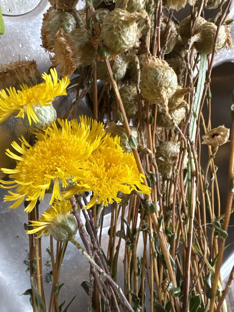 Showy Podolepis Copper Wire Daisy - Local Seeds
