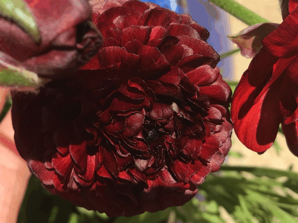 Burgundy Ranunculus - Local Seeds