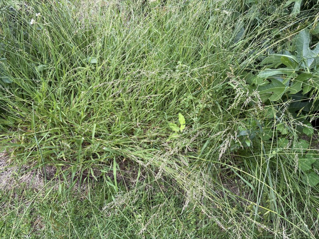 Poa Labillardieri Common Tussock Grass - Local Seeds