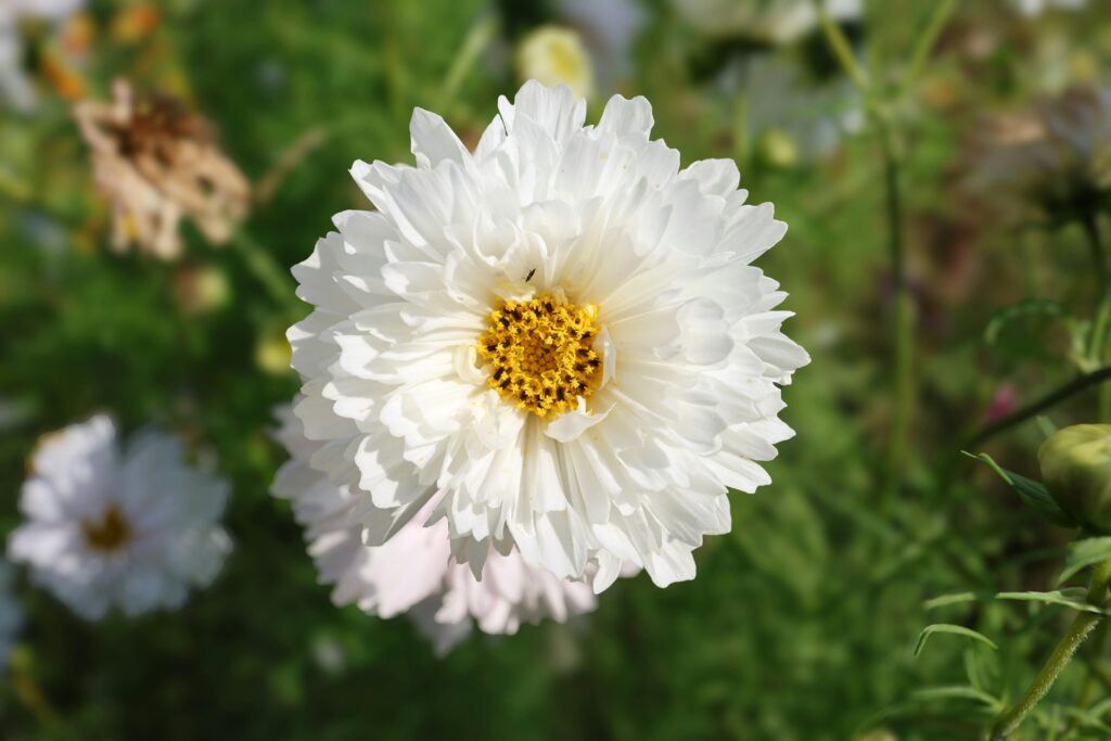 Cosmos seeds - Local Seeds