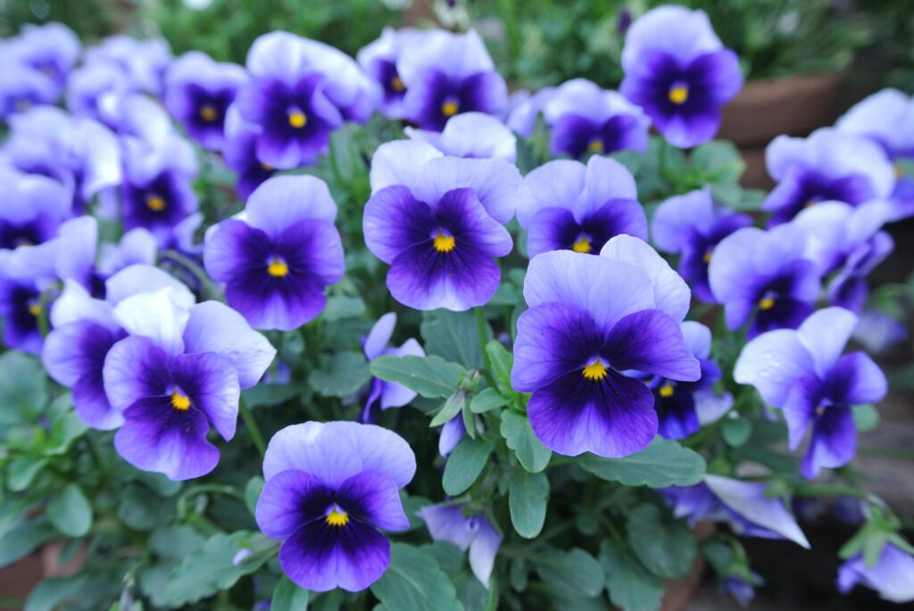 Viola seeds - Local Seeds