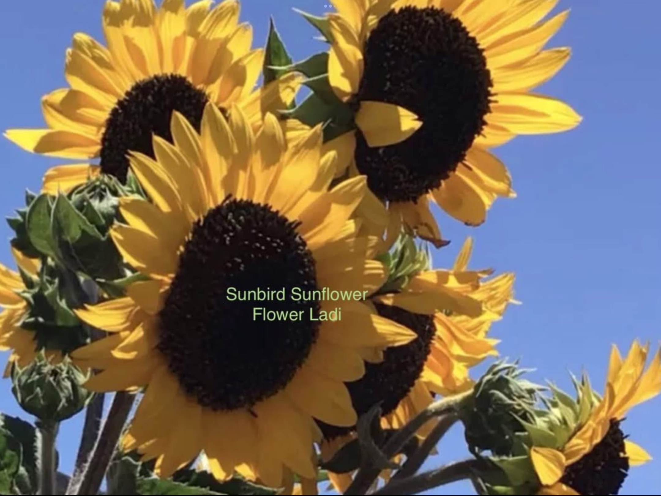 Sunbird Sunflower - Local Seeds