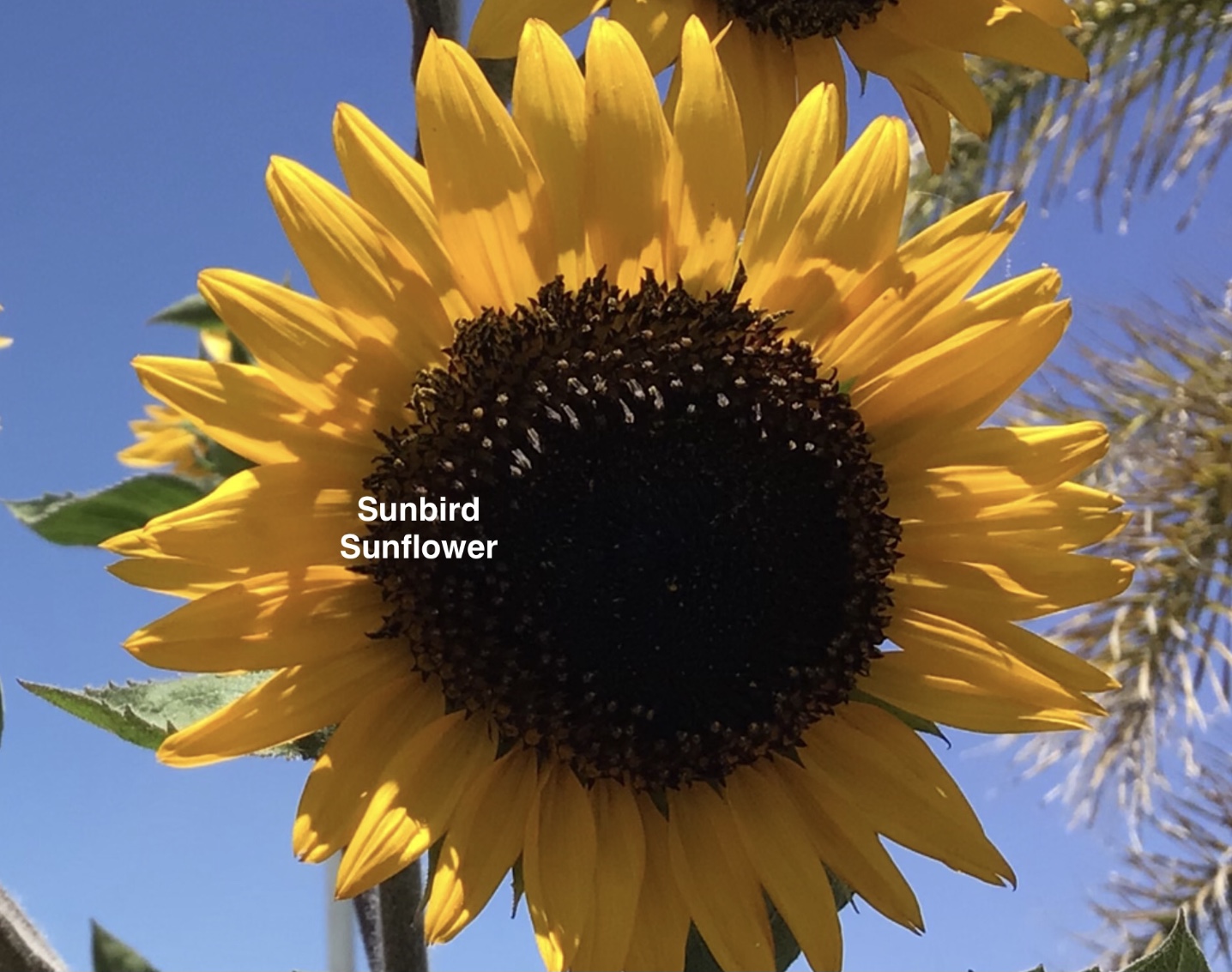 Sunbird Sunflower - Local Seeds