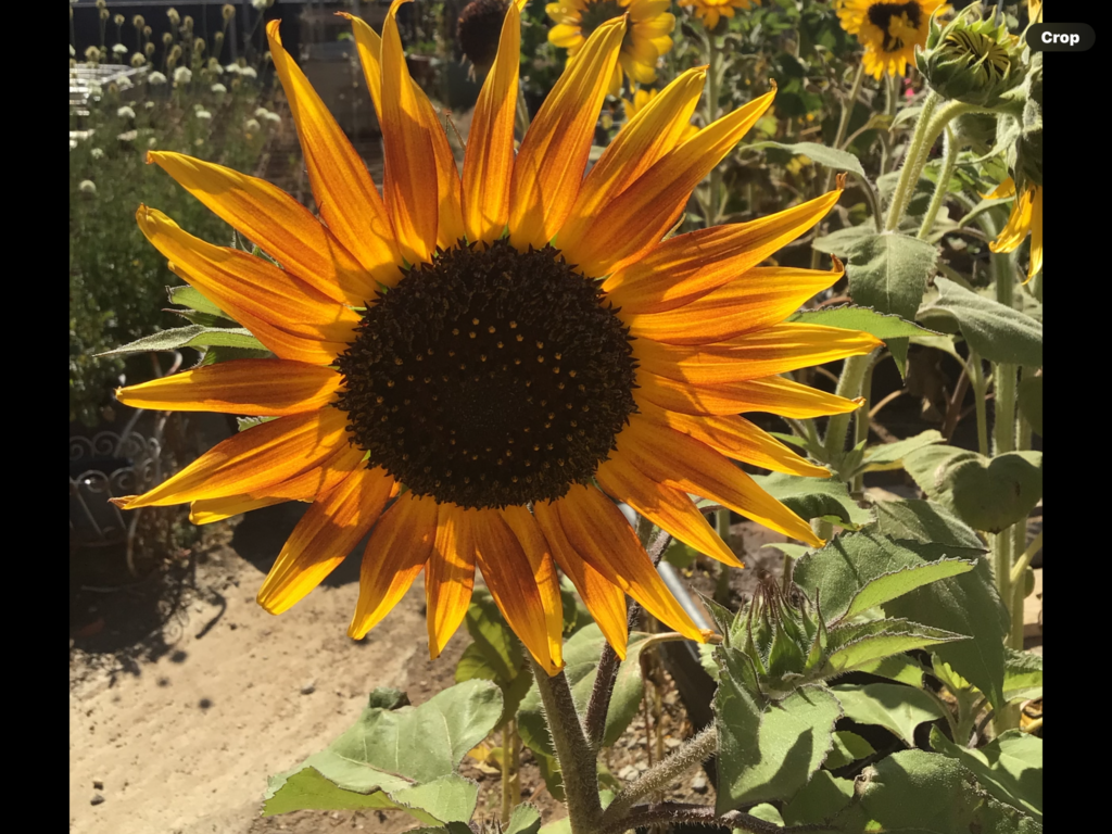Dawn Bronze Sunflower (free Marigold) - Local Seeds