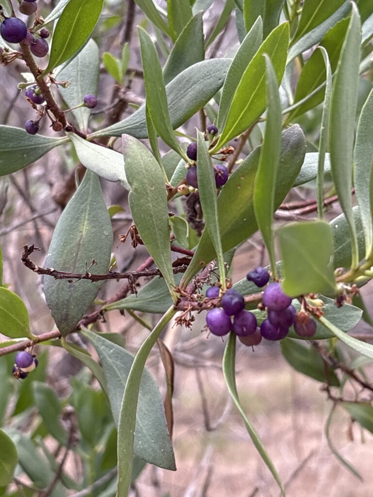 Common Boobialla Myoporum Insulare - Local Seeds