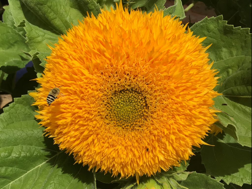 Gold Coin Sunflower (free Hollyhock) - Local Seeds